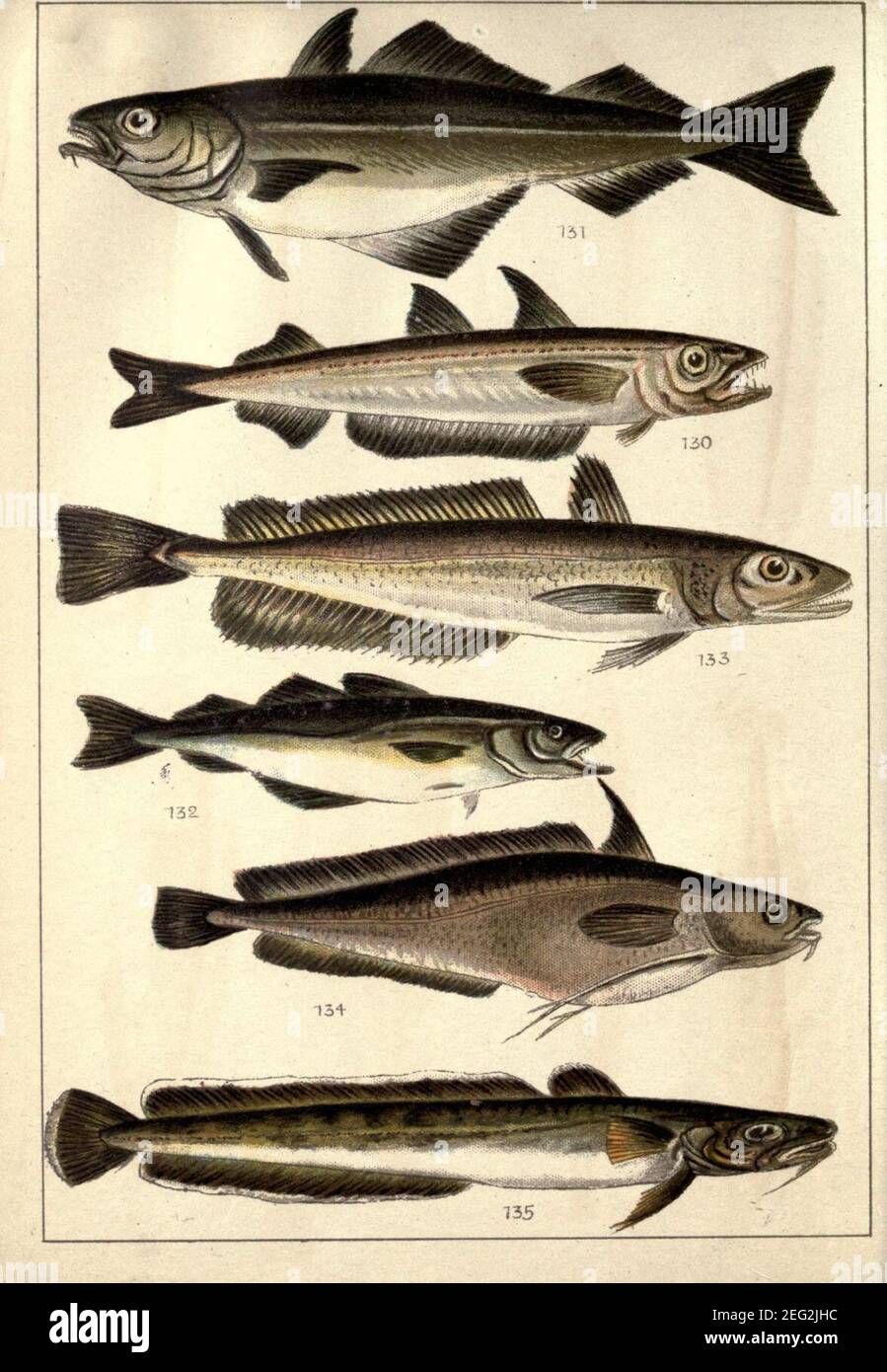 Our country's fishes and how to know them (Plate 17) (5984486585 Stock ...