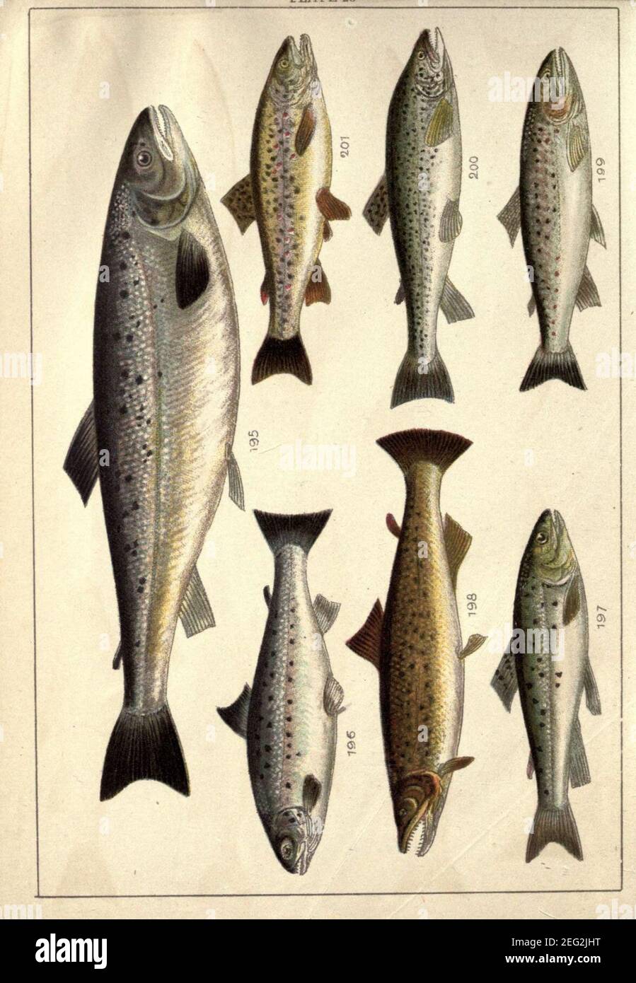 Our country's fishes and how to know them (Plate 25) (5984488457 Stock ...