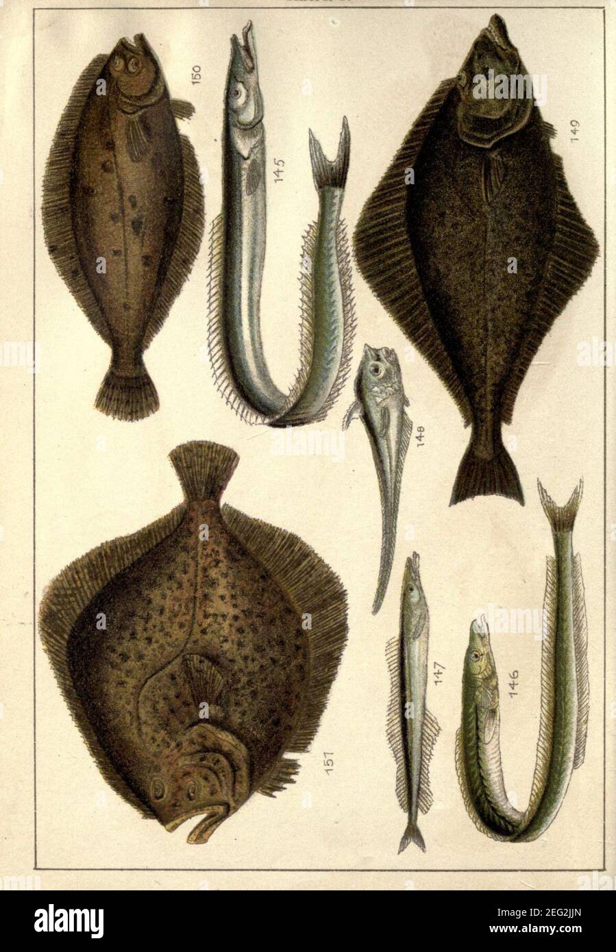 Our country's fishes and how to know them (Plate 19) (5985050968 Stock ...