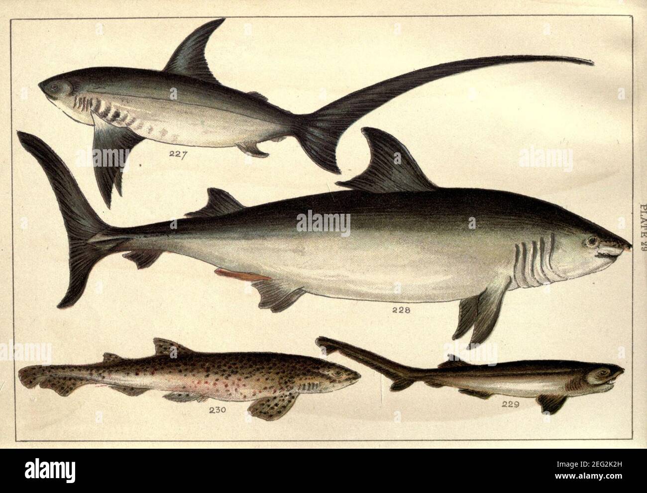 Our country's fishes and how to know them (Plate 29 Stock Photo - Alamy