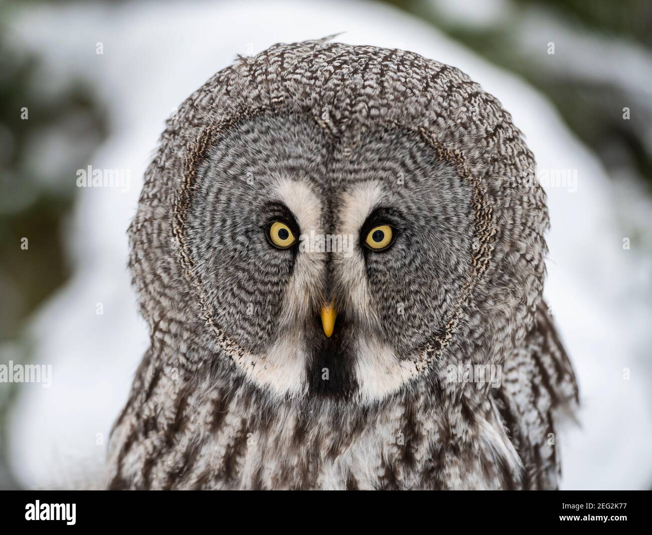 UK Weather nature Bird Gardens Scotland Oxton. Scotland. The recent ...