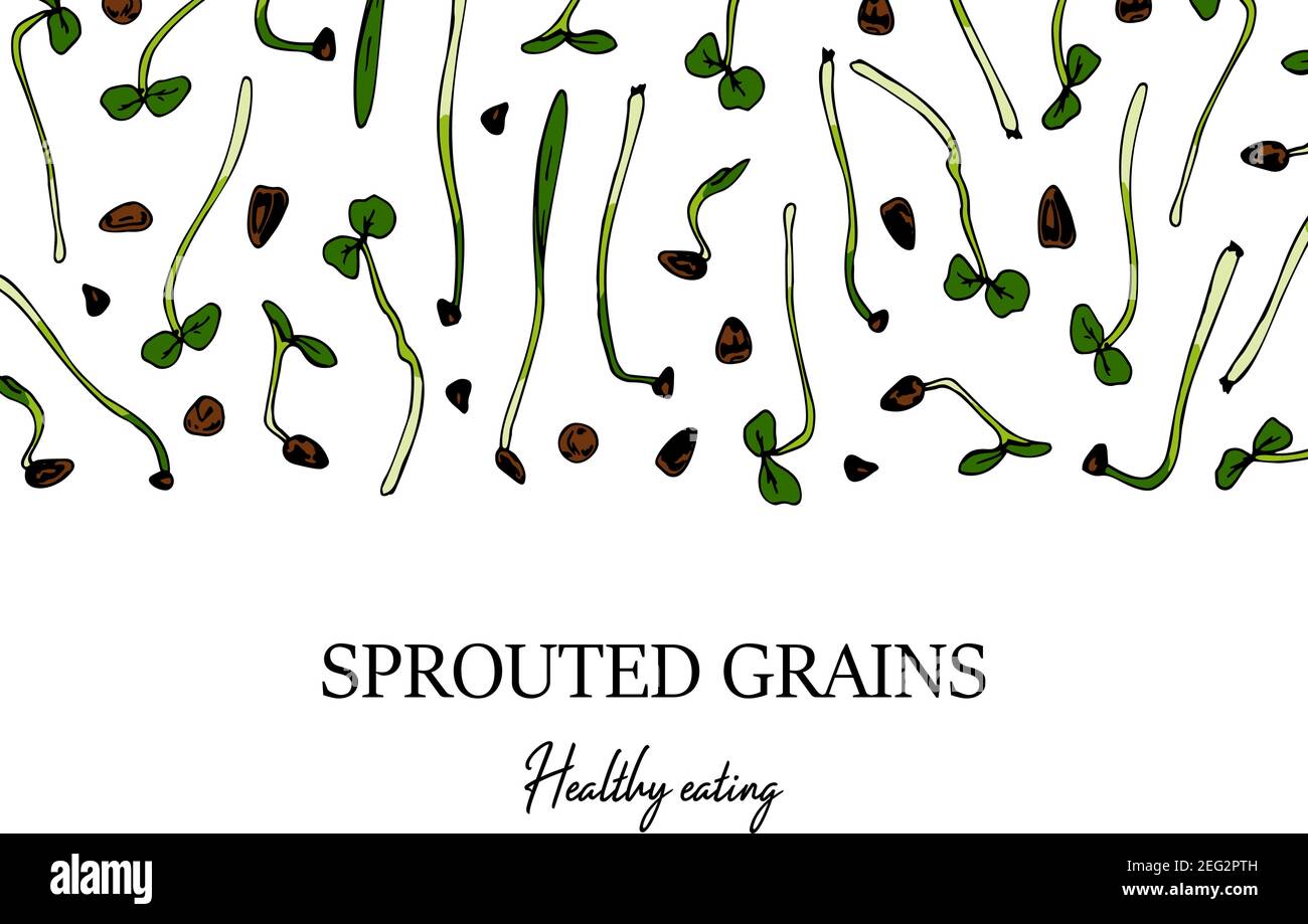 Hand drawn horizontal sprouted grains design. Healthy vegetarian and ...