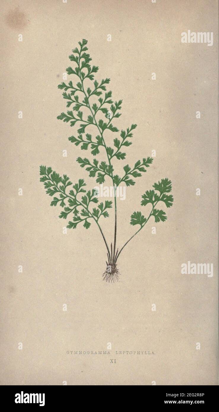 Our native ferns, or, A history of the British species and their ...