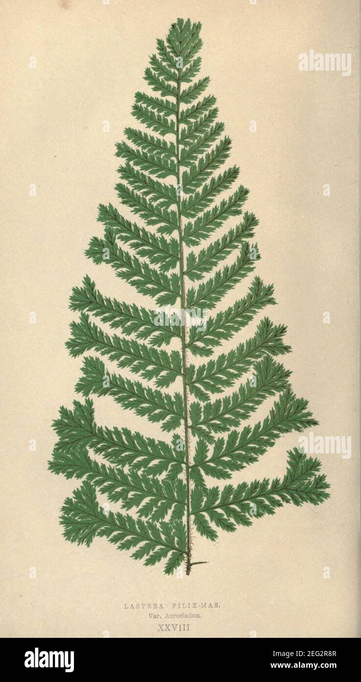 Our native ferns, or, A history of the British species and their ...