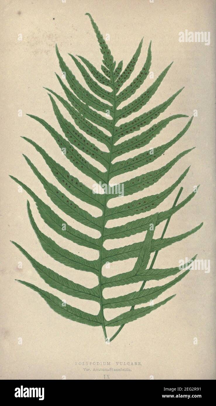 Our native ferns, or, A history of the British species and their ...
