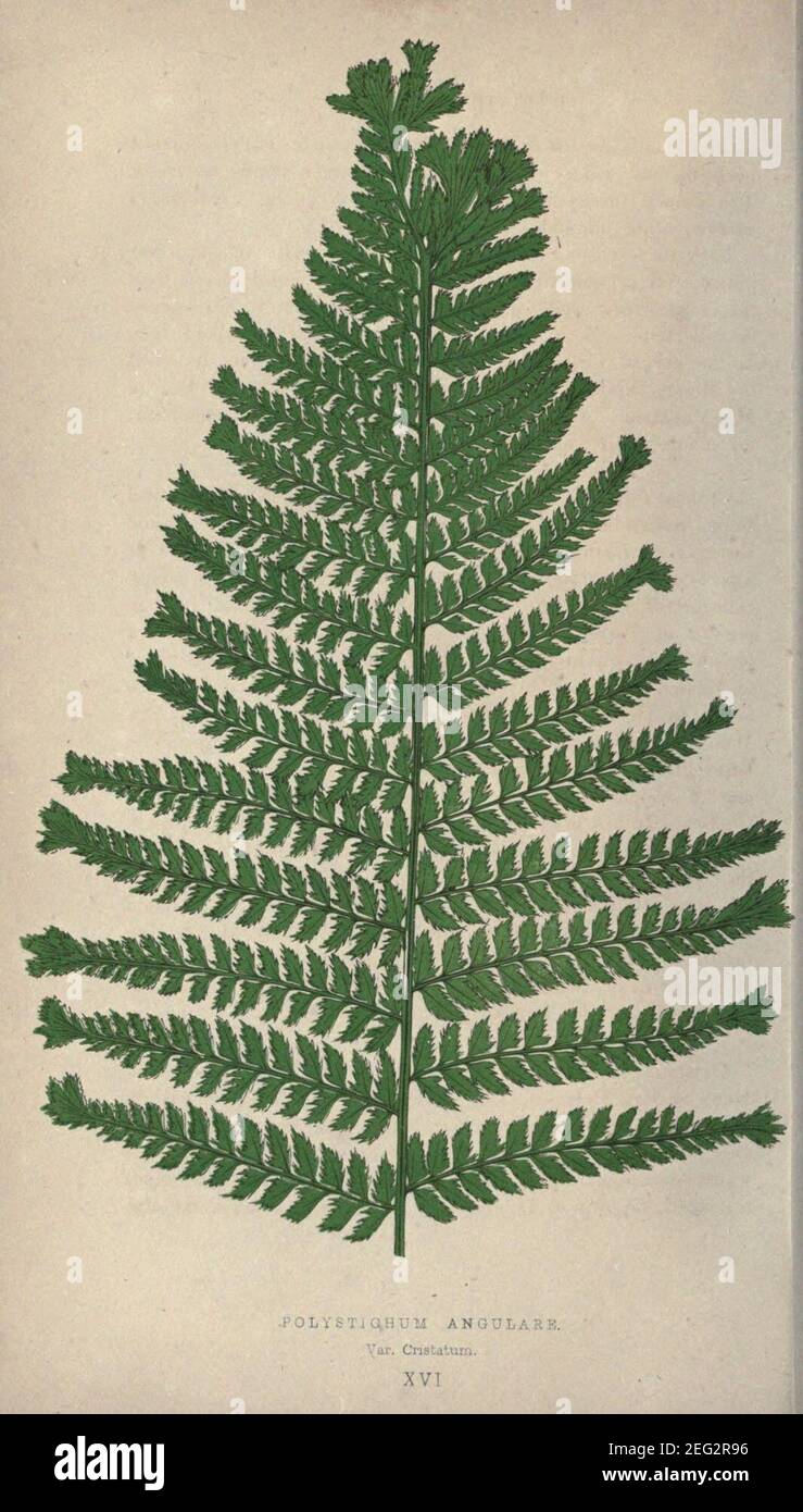 Our native ferns, or, A history of the British species and their ...