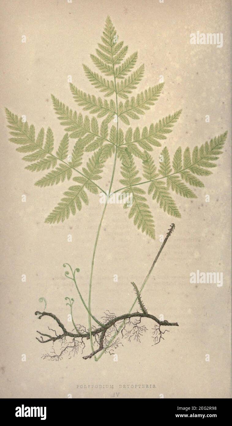 Our native ferns, or, A history of the British species and their ...