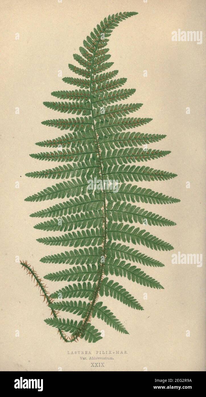 Our native ferns, or, A history of the British species and their ...
