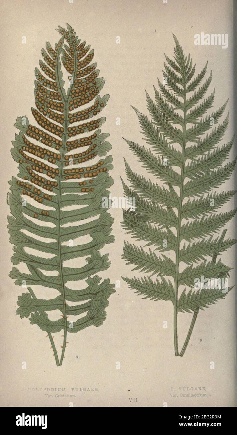 Our native ferns, or, A history of the British species and their ...