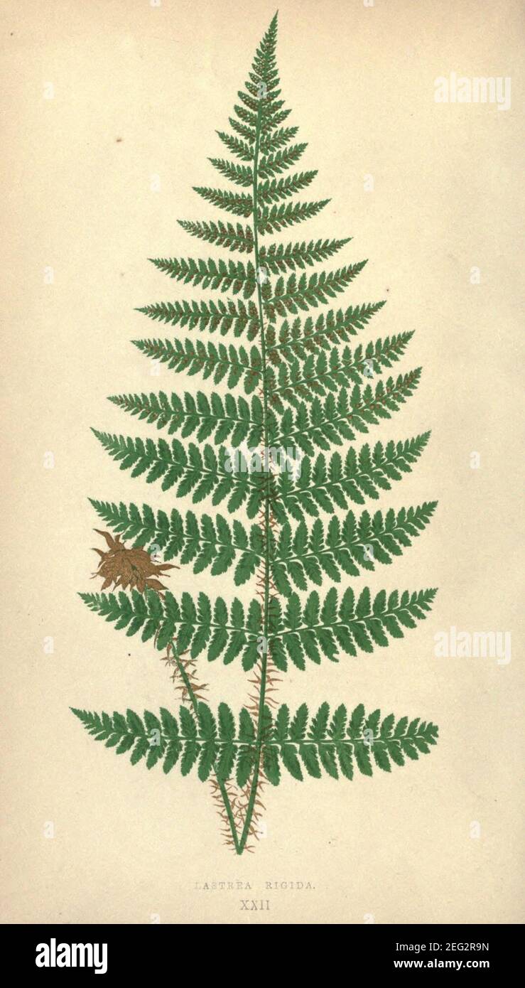 Our native ferns, or, A history of the British species and their ...