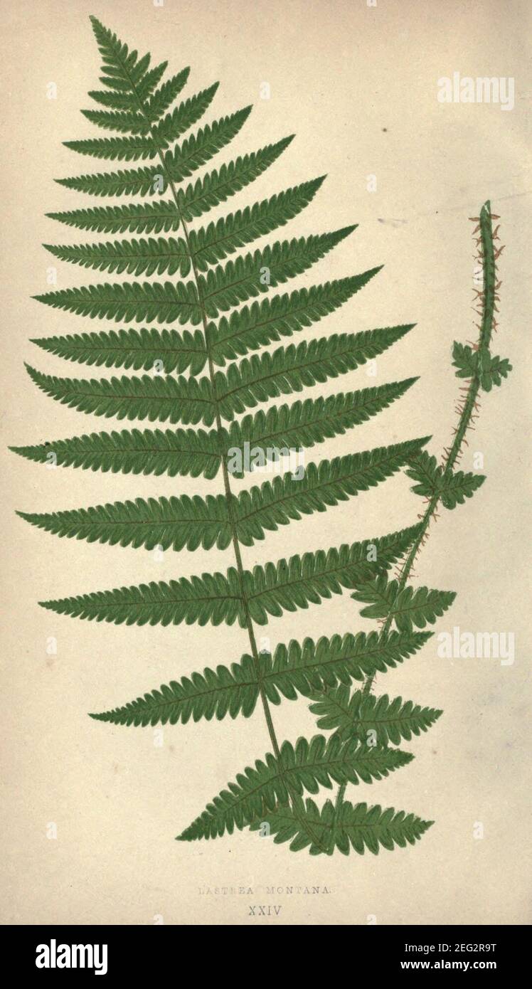 Our native ferns, or, A history of the British species and their ...