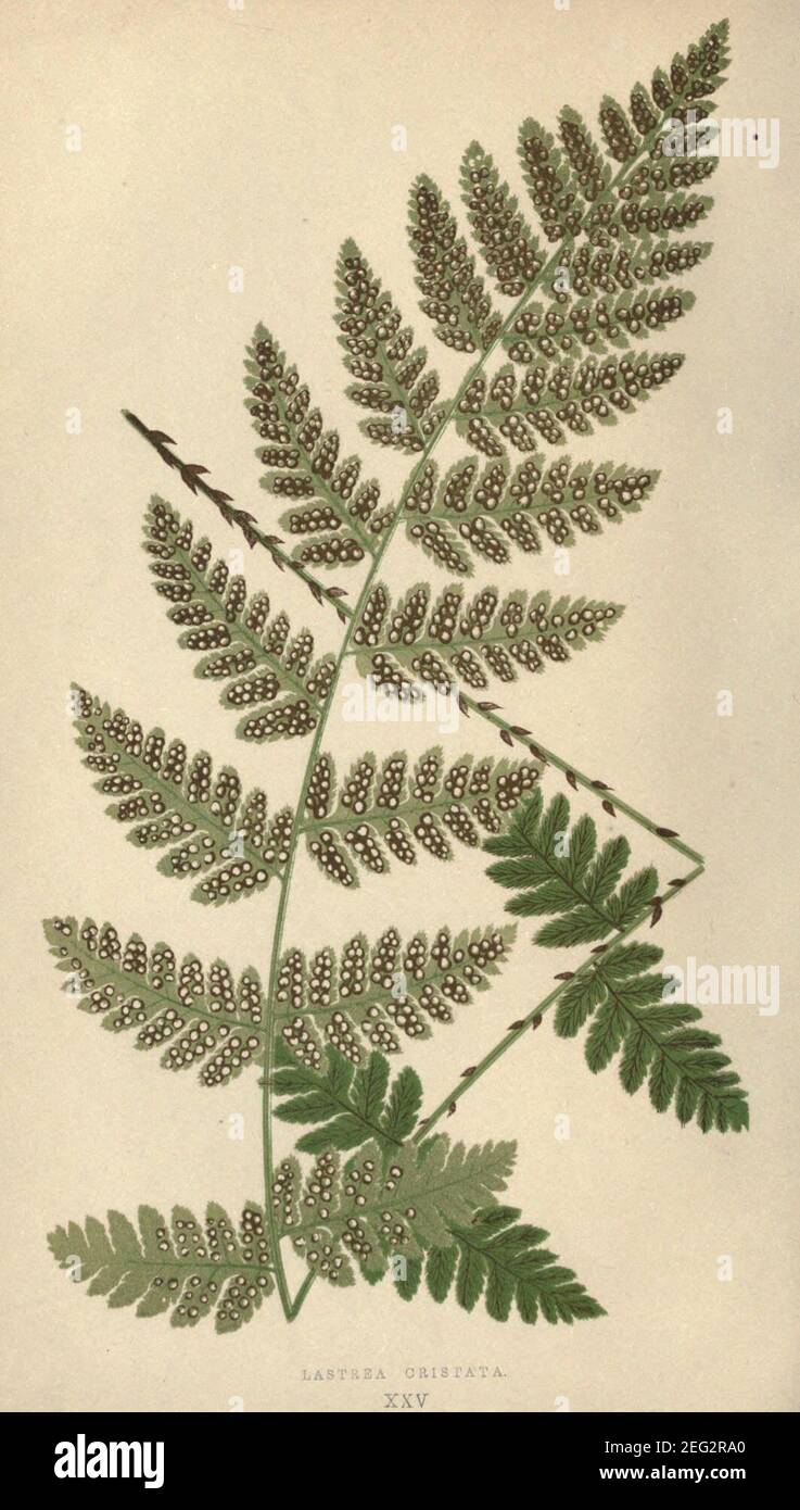 Our native ferns, or, A history of the British species and their ...