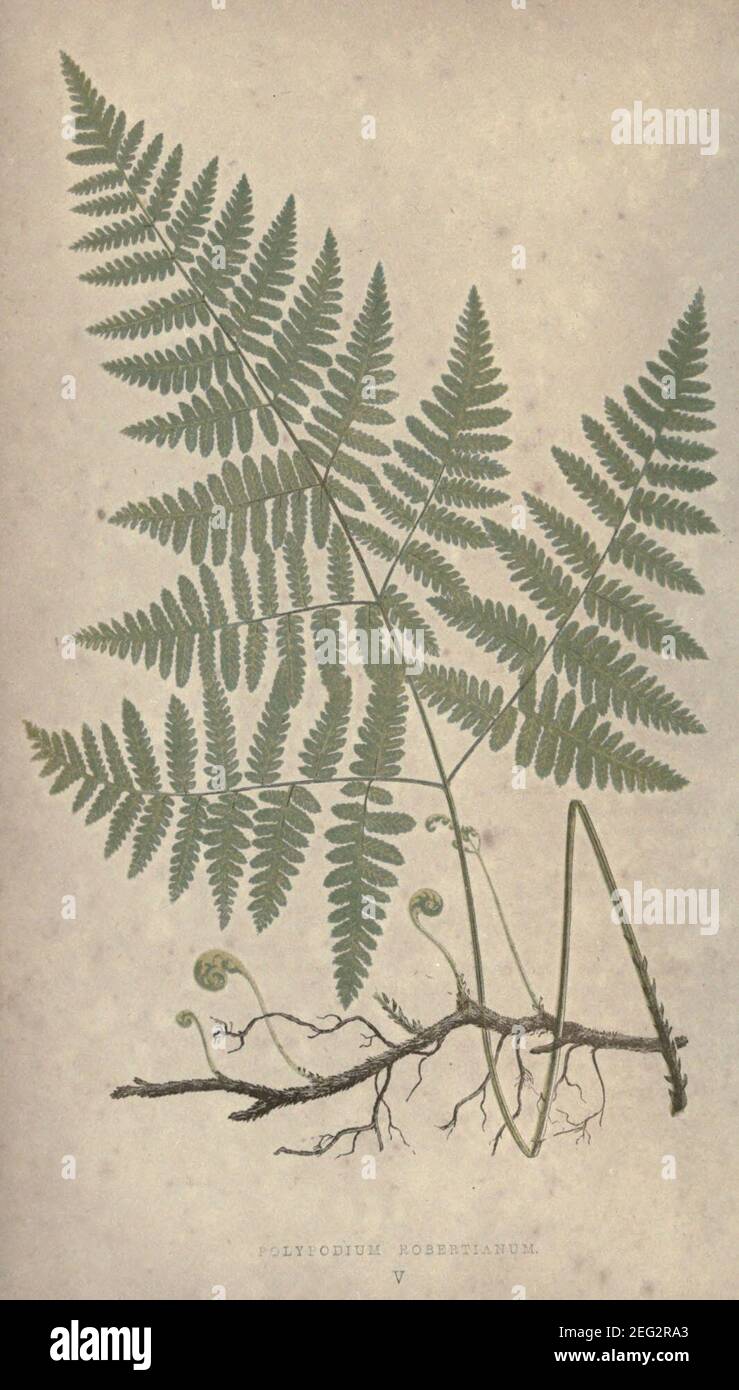 Our native ferns, or, A history of the British species and their ...