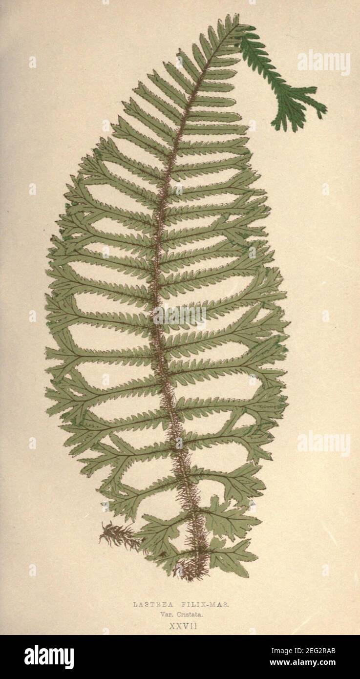 Our native ferns, or, A history of the British species and their ...