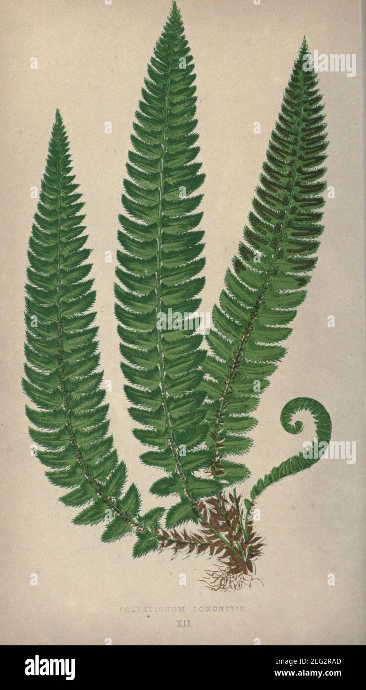 Our native ferns, or, A history of the British species and their ...