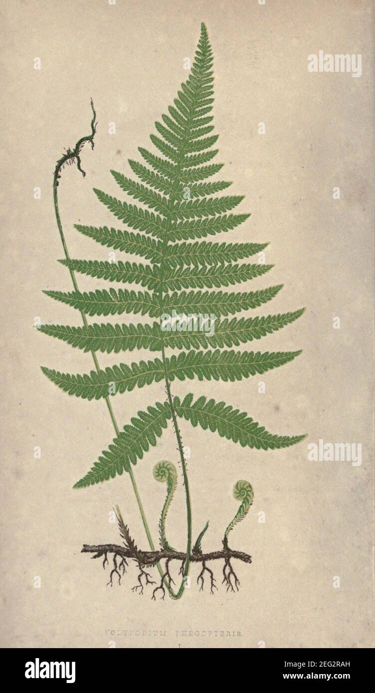 Our native ferns, or, A history of the British species and their ...