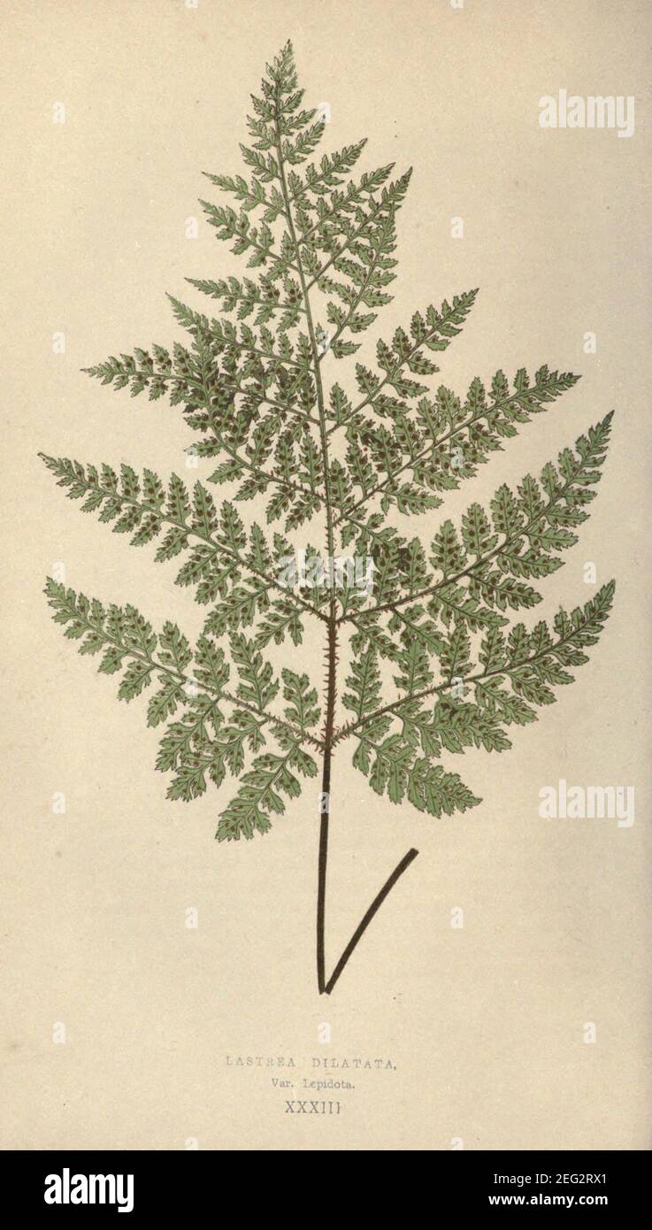 Our native ferns, or, A history of the British species and their ...
