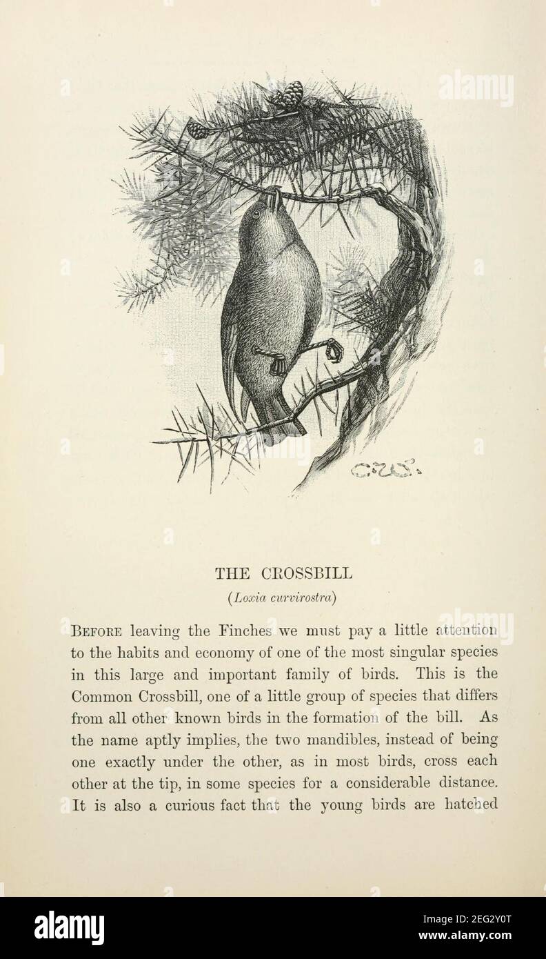 Rarer hi-res stock photography and images - Alamy