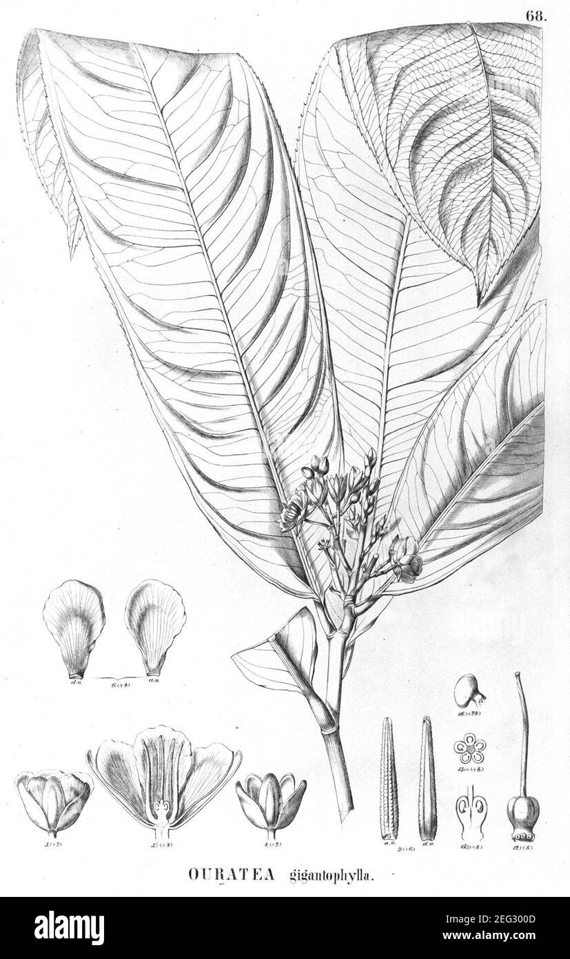 Ouratea hi-res stock photography and images - Alamy