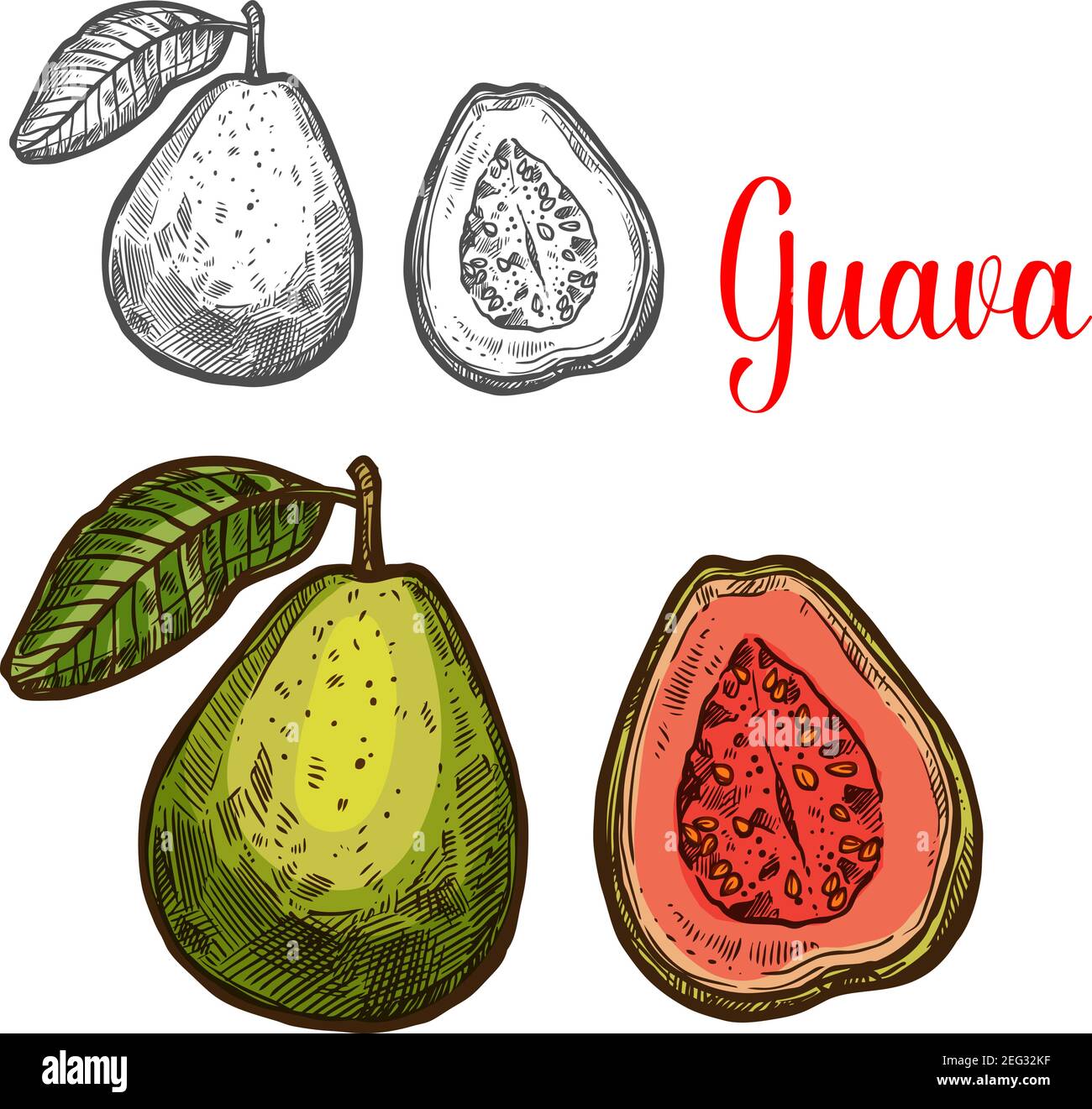 Guava Fruit Drawing
