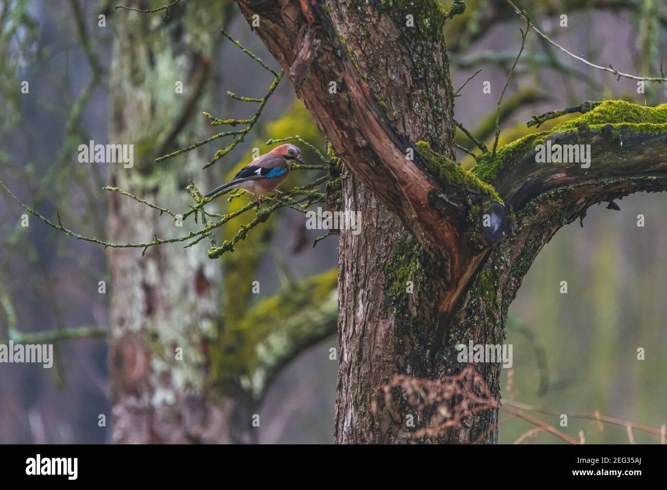 A jay in the tree Stock Photo - Alamy