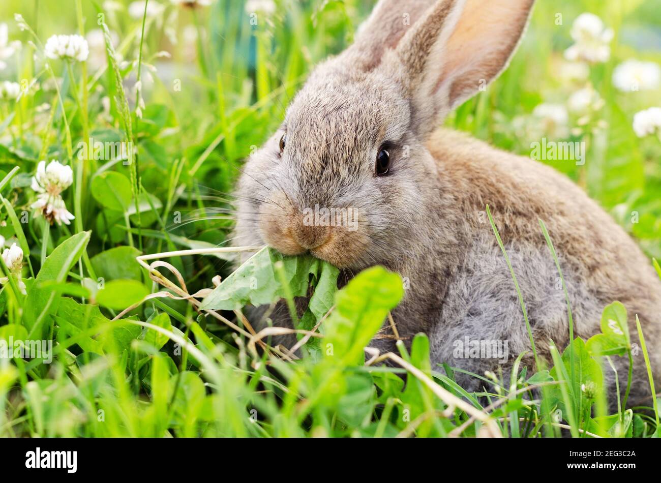 The rabbit cub sits in the grass and looks into the camera. In the ...