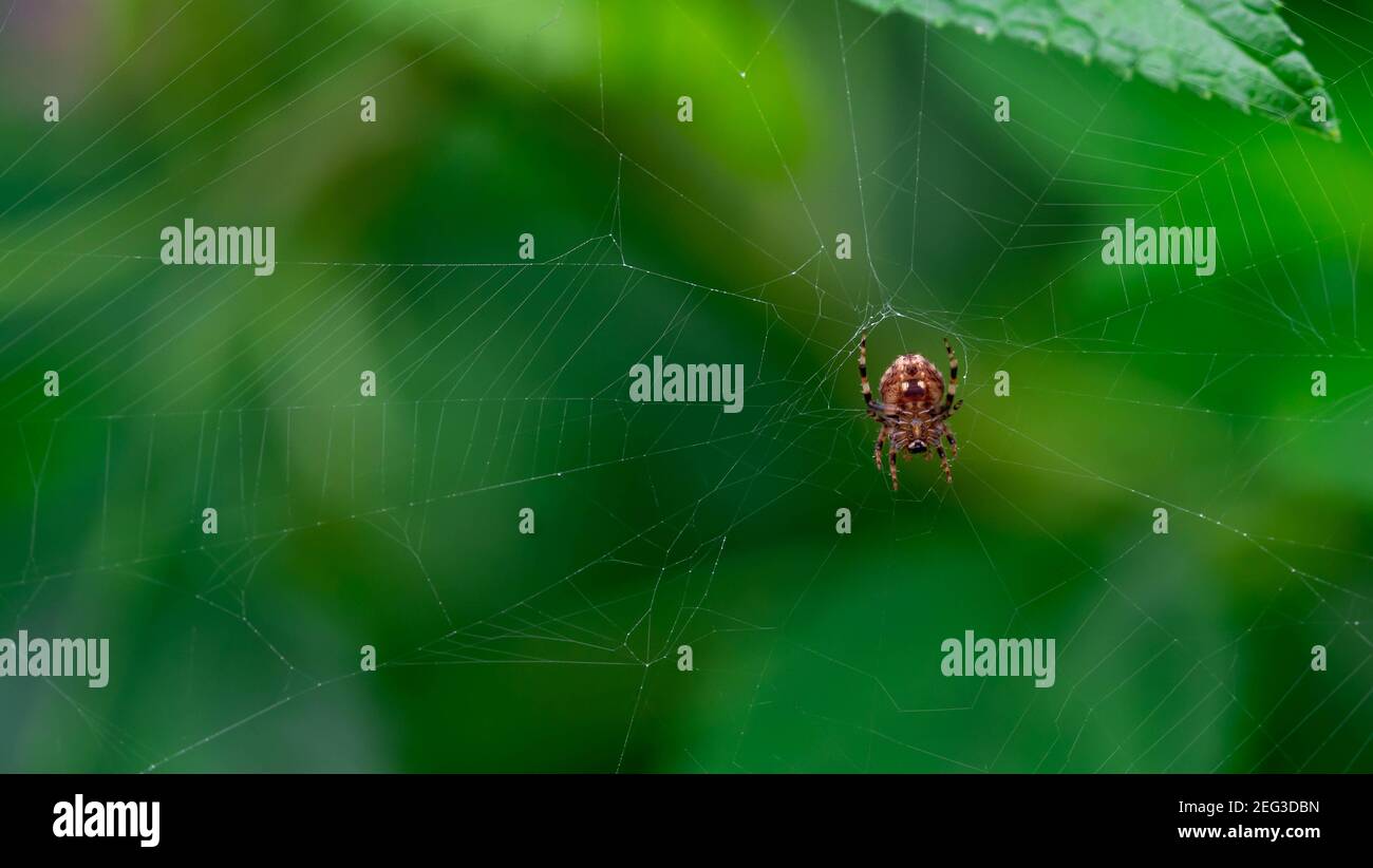 Closeup on a cross spider, also called european garden spider, diadem ...
