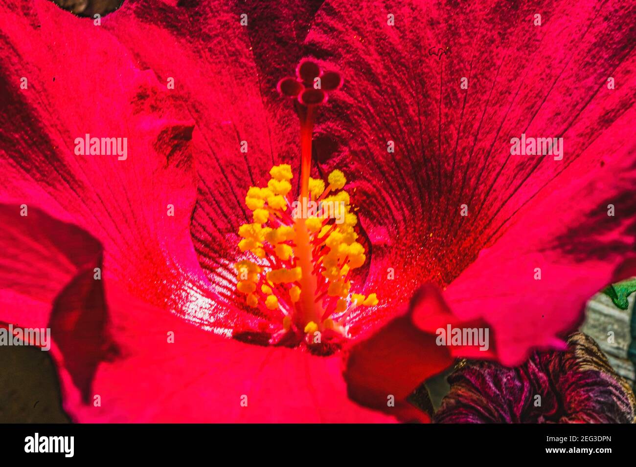 Red Painted Lady Tropical Hibiscus Flowers Green Leaves Los Cabos ...