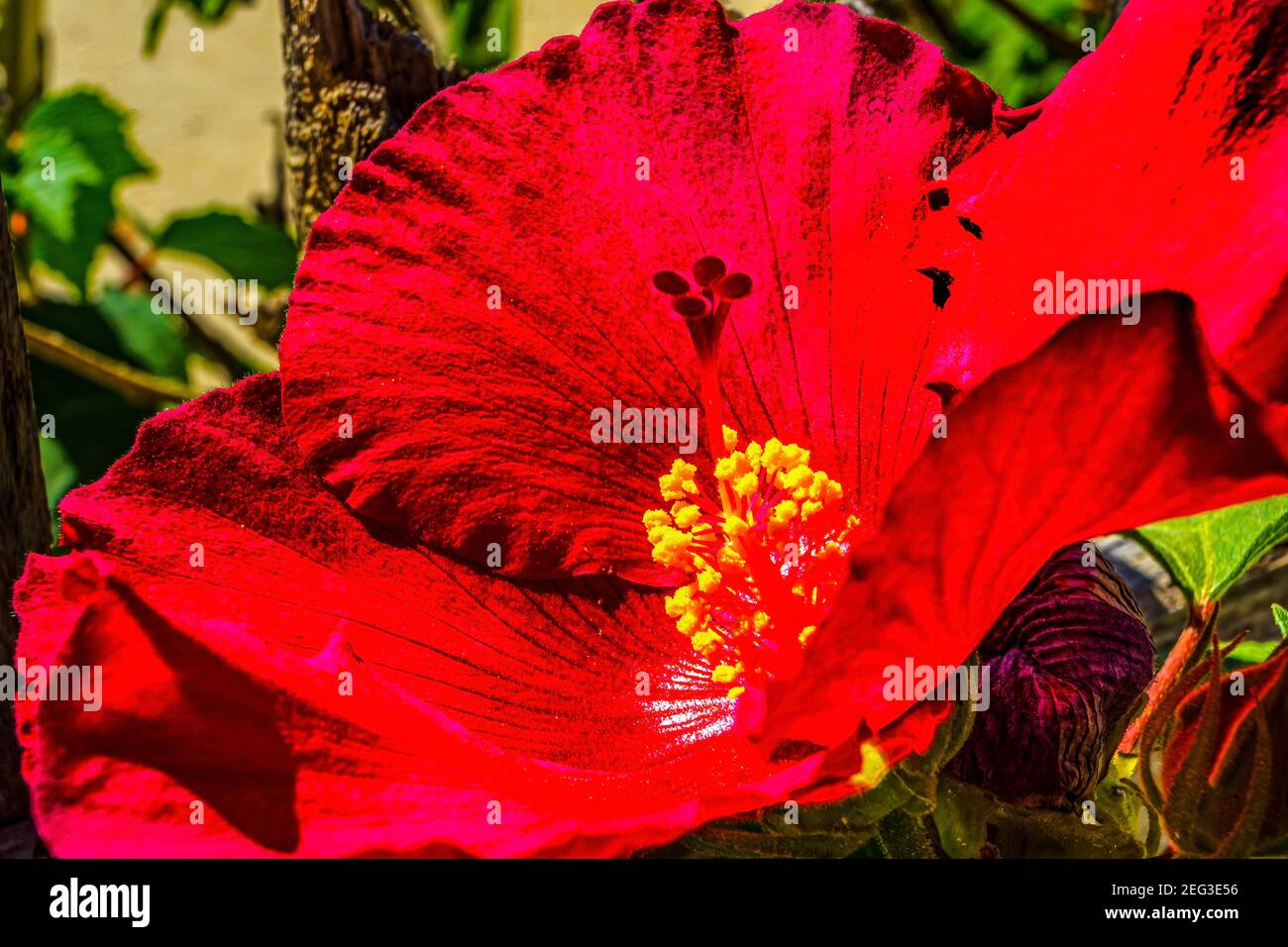 Red Painted Lady Tropical Hibiscus Flowers Green Leaves Los Cabos ...
