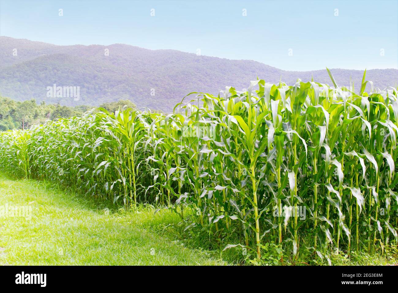 Corn Field with Mountain View Background Stock Photo - Alamy