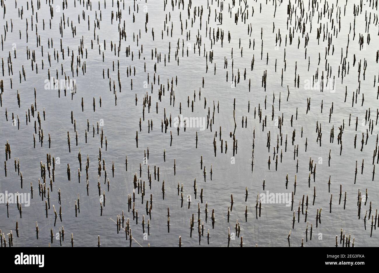 Reeds details pattern on a lake in Denmark Stock Photo - Alamy