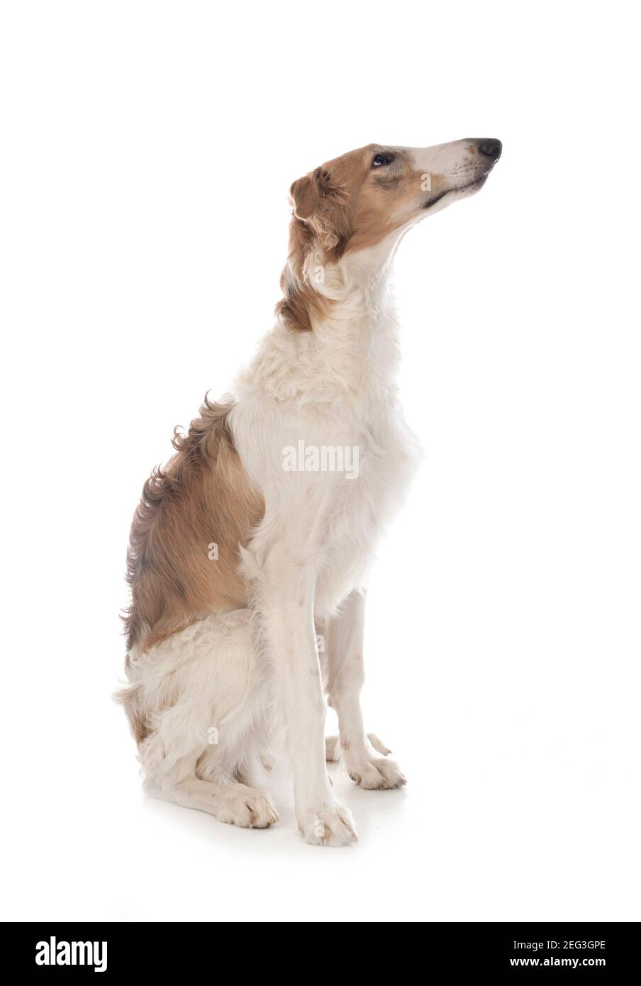 young borzoi in front of white background Stock Photo - Alamy
