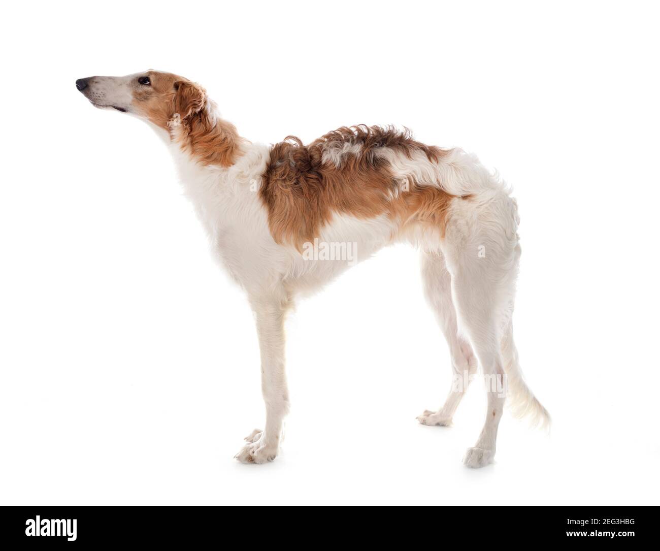 young borzoi in front of white background Stock Photo - Alamy