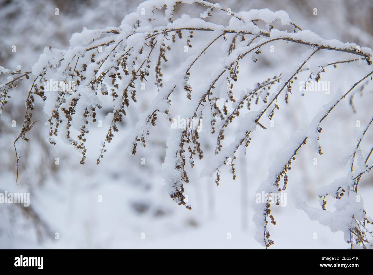 Beautiful winter background with grass and weeds frozen under the snow ...