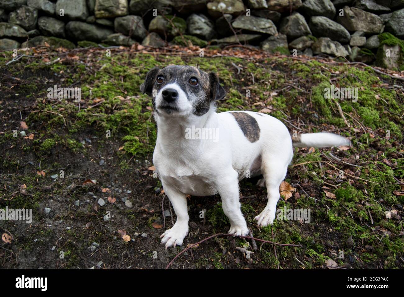 Friendly miniature Jack Russell terrier on dog walk in the Lake ...