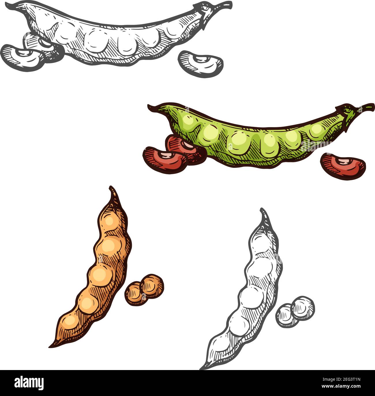 What Are Legume Food Crops at Molly Taveras blog