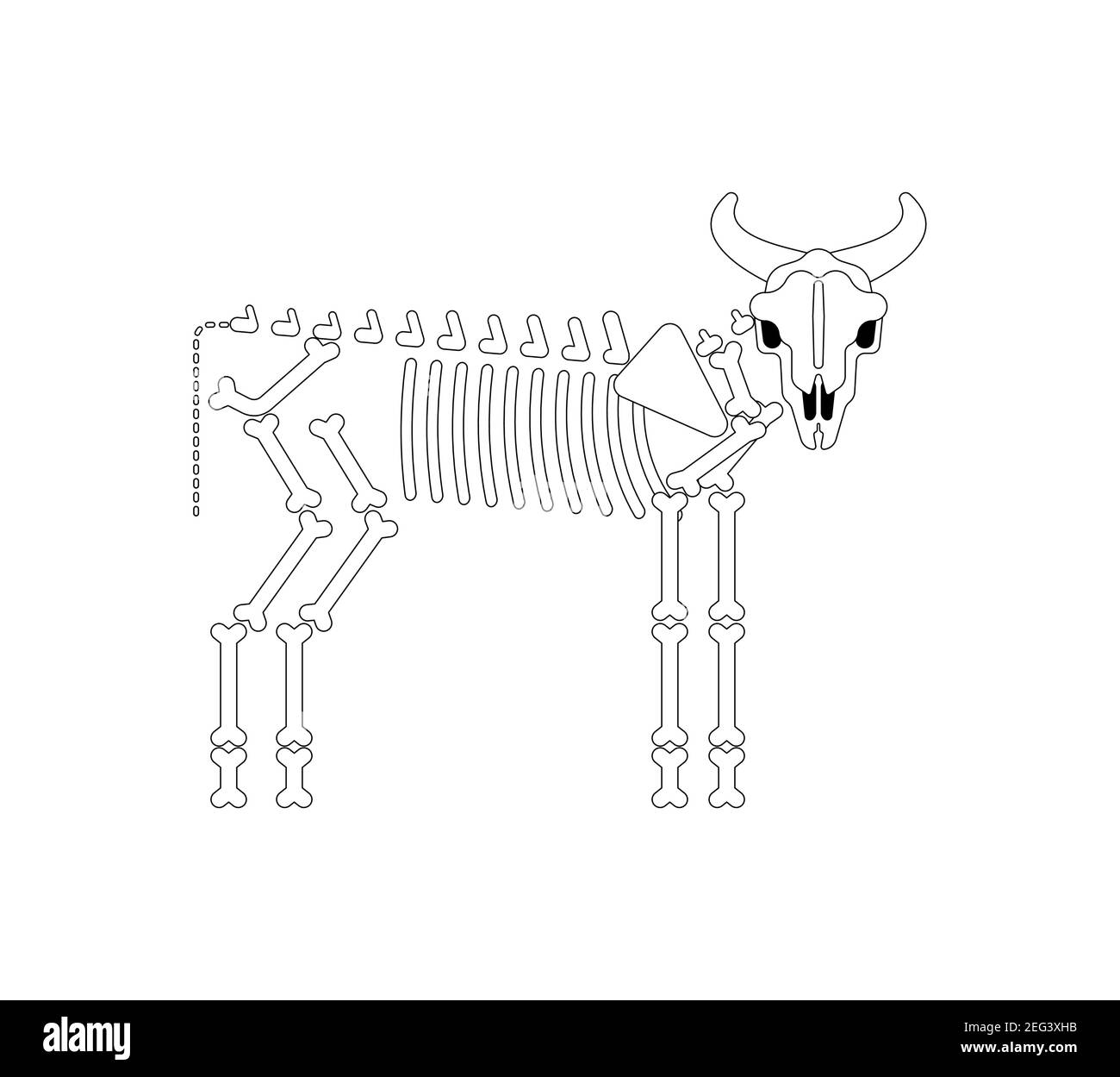 Cow skeleton isolated. Farm animal bones. Bull anatomy. vector ...