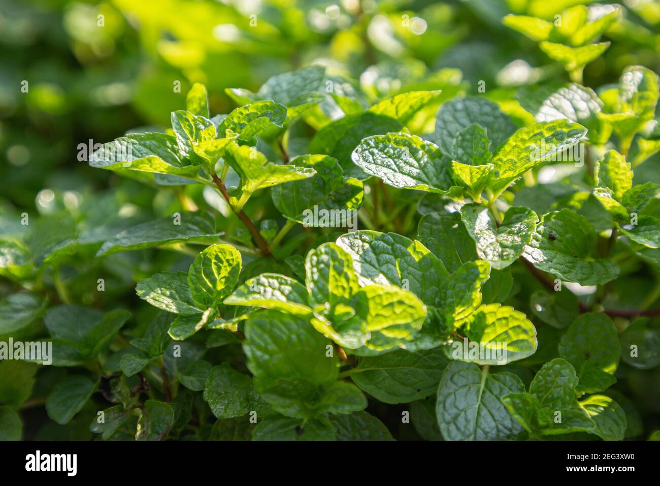 Green mint plants growing at vegetable garden Stock Photo - Alamy