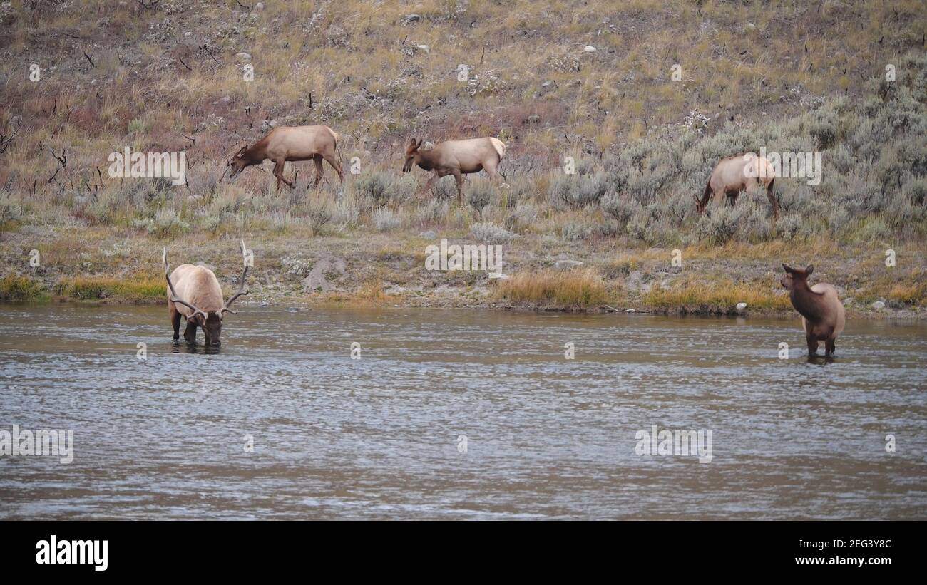 bull elk and herd of cows at the madison river in yellowstone national ...