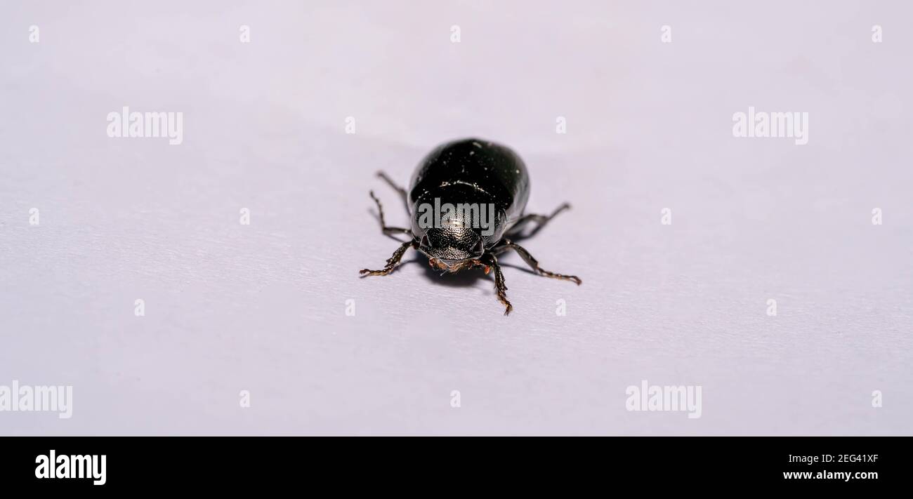 Macro shot of forest dung beetle (Anoplotrupes stercorosus) on white ...