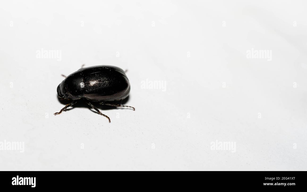 Macro shot of forest dung beetle (Anoplotrupes stercorosus) on white ...