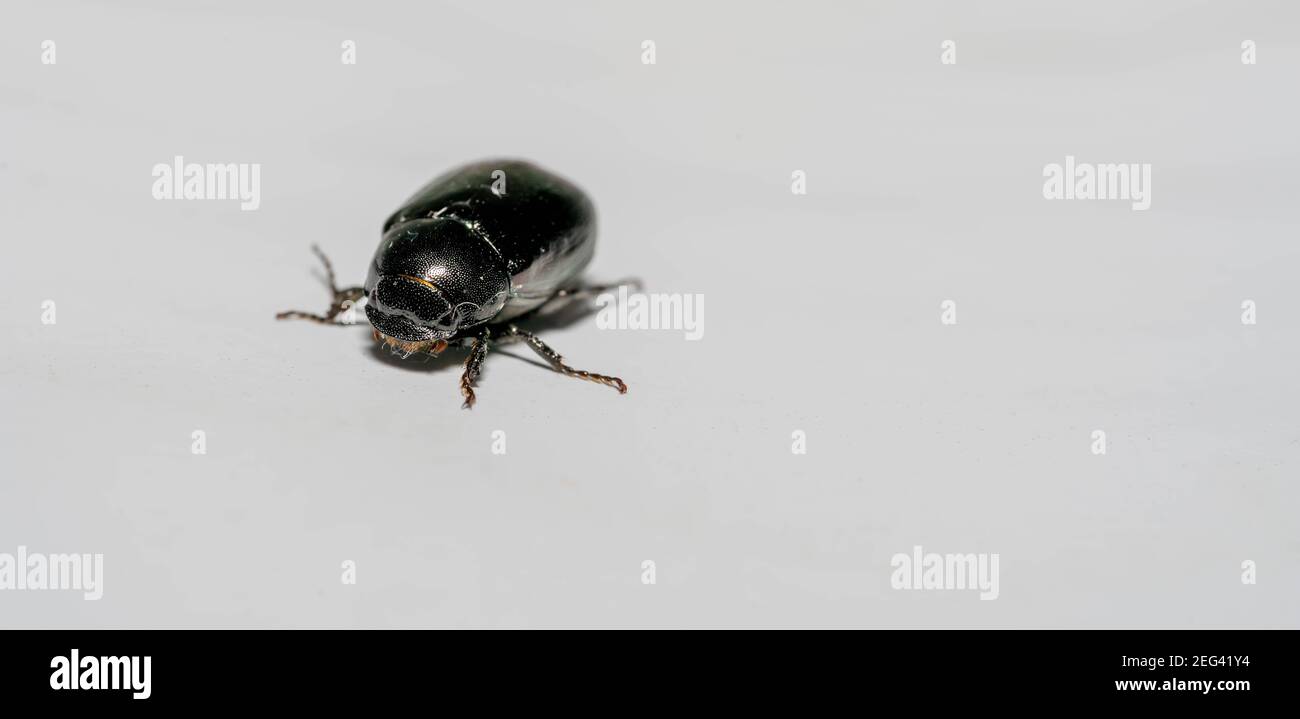 Giant dung beetle hi-res stock photography and images - Alamy