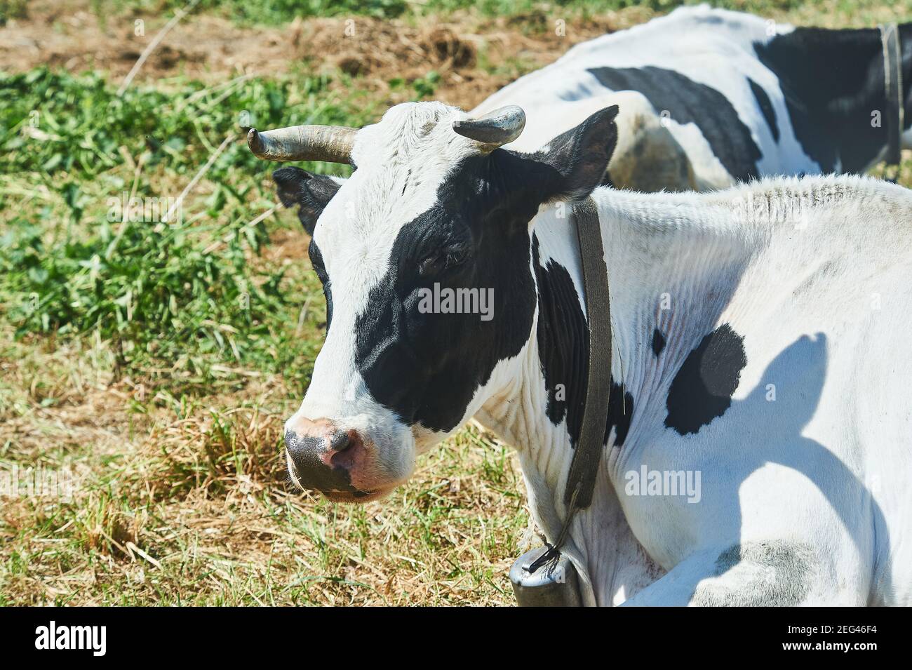 Close up cows hoof hi-res stock photography and images - Alamy