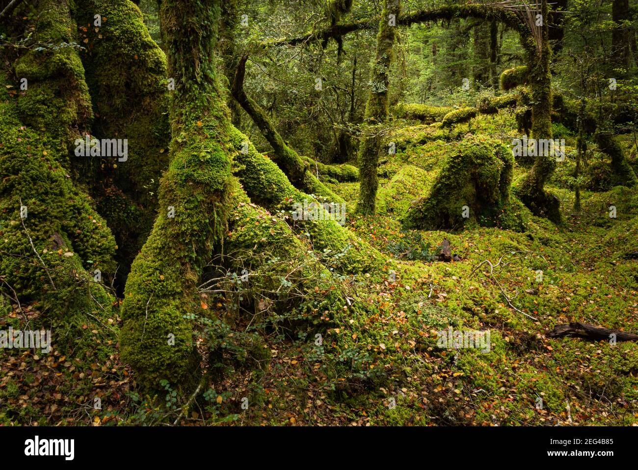 Moss covered deep forest at Lake Gunn Nature Walk, Fiordland National ...