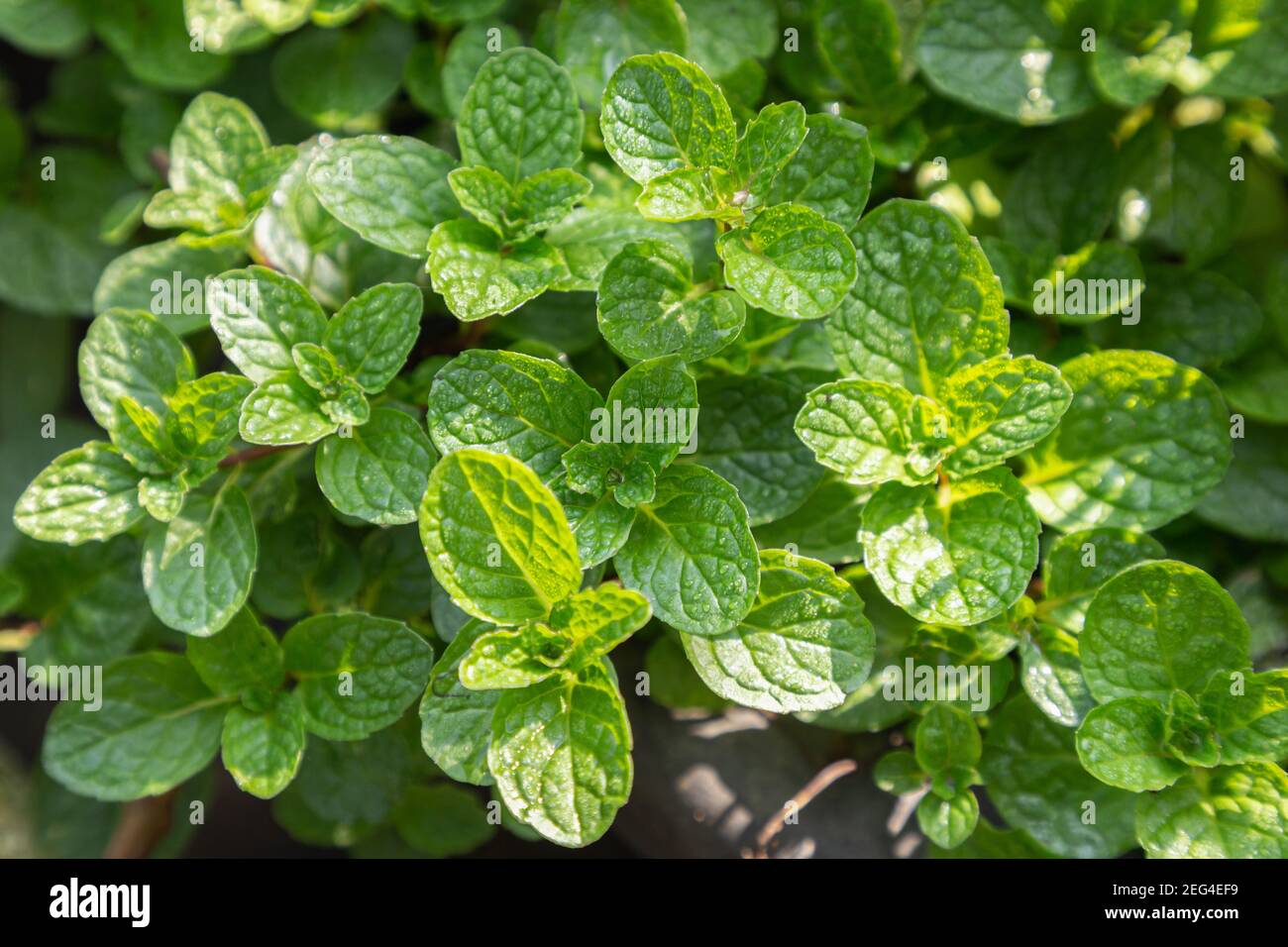Green mint plants growing at vegetable garden Stock Photo - Alamy