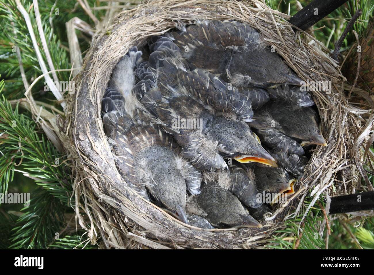 Faltbiljett hi-res stock photography and images - Alamy