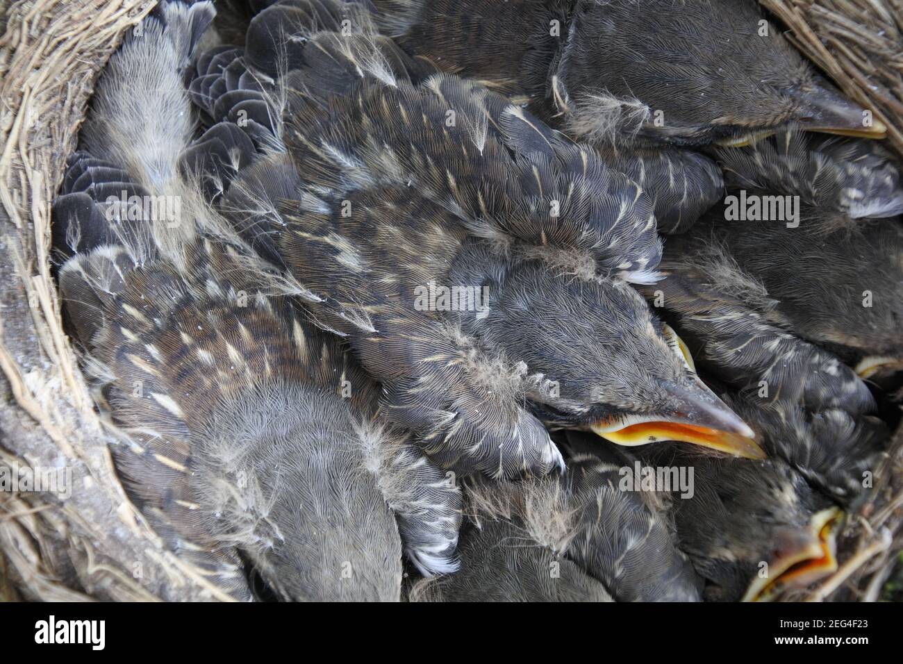 Fieldfare chicks in a nest in Norway Stock Photo - Alamy
