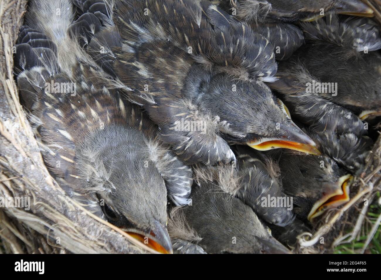 Fieldfare chicks in a nest in Norway Stock Photo - Alamy