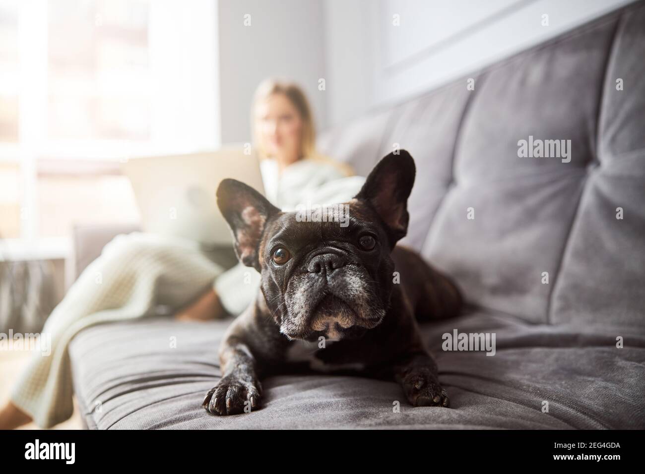 Dog staring into camera while lying in bed Stock Photo - Alamy