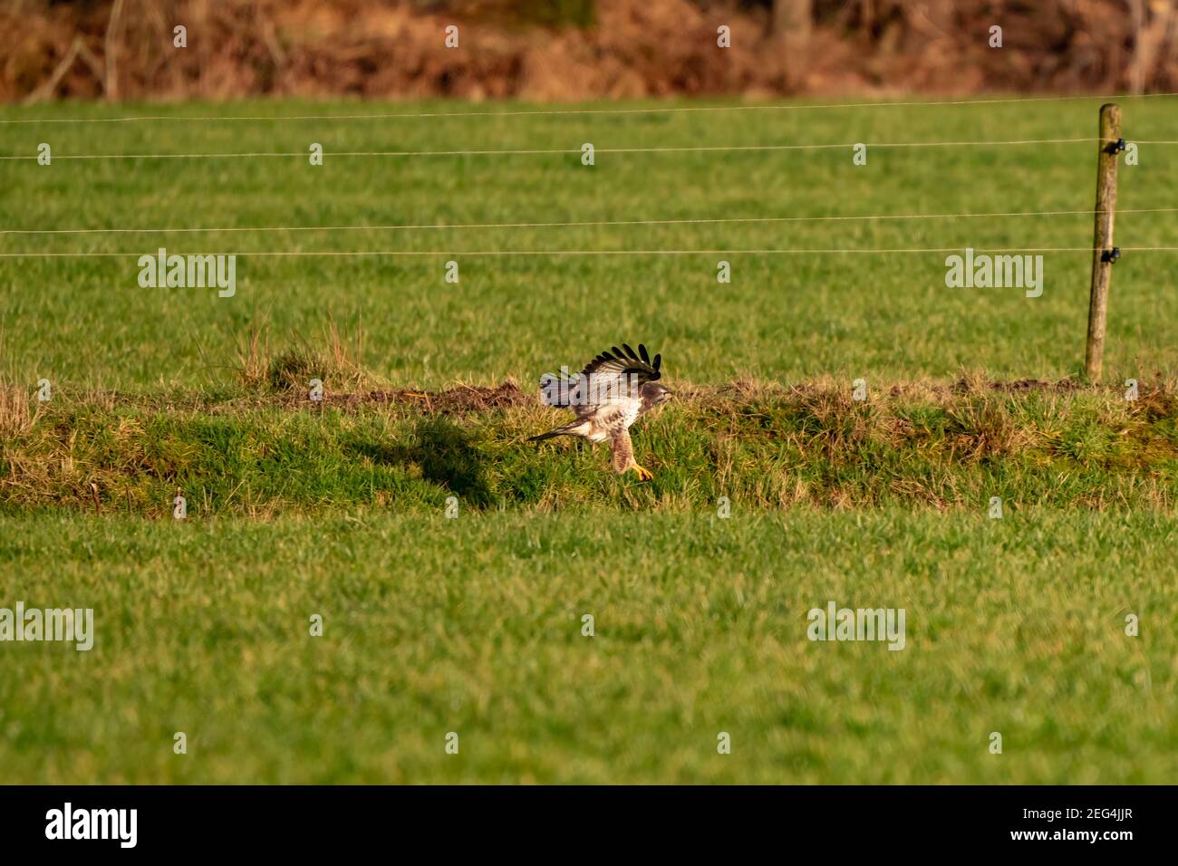 Large bird of prey flies above a ditch in a meadow and hunts for food ...